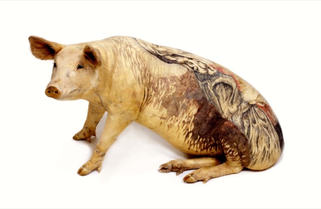 ٠ Botched Taxidermy – ‘artists’ using animals ٠ – N I H I L S E N T I M ...